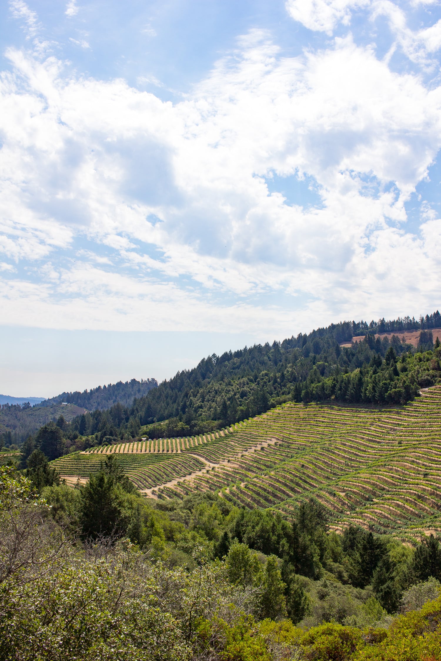 The Napa Travel Guide - thekittchen