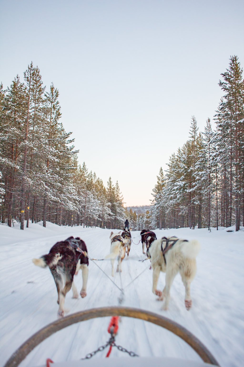 Why You Should Visit Lapland in Winter - thekittchen