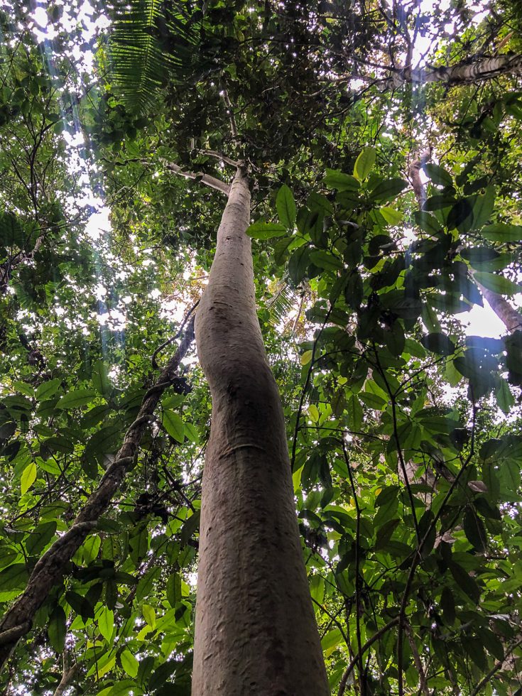 A Trip to the Amazon Rainforest | Amazon Rainforest Travel Guide