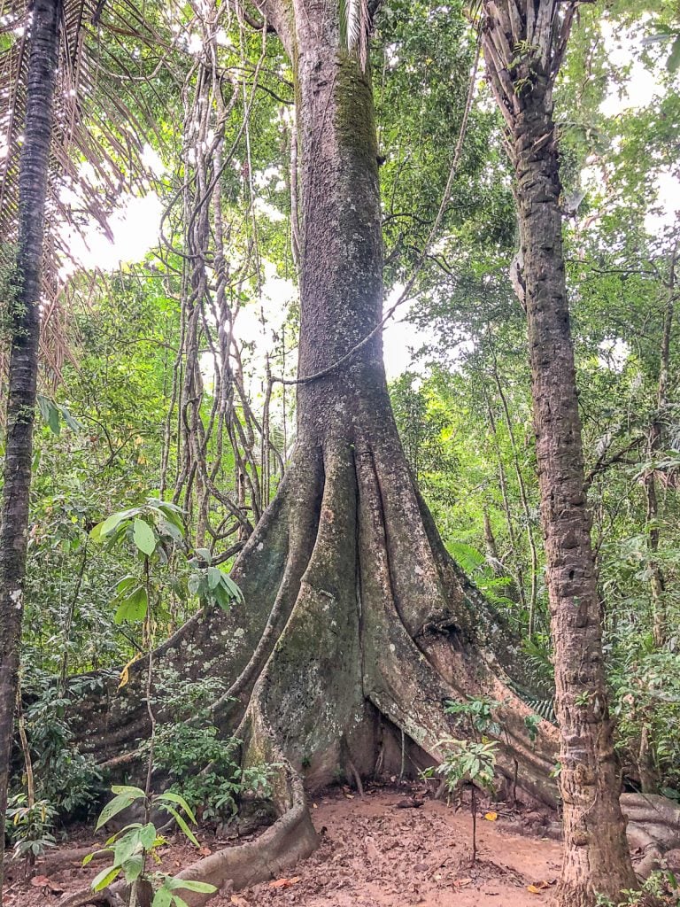 A Trip to the Amazon Rainforest | Amazon Rainforest Travel Guide