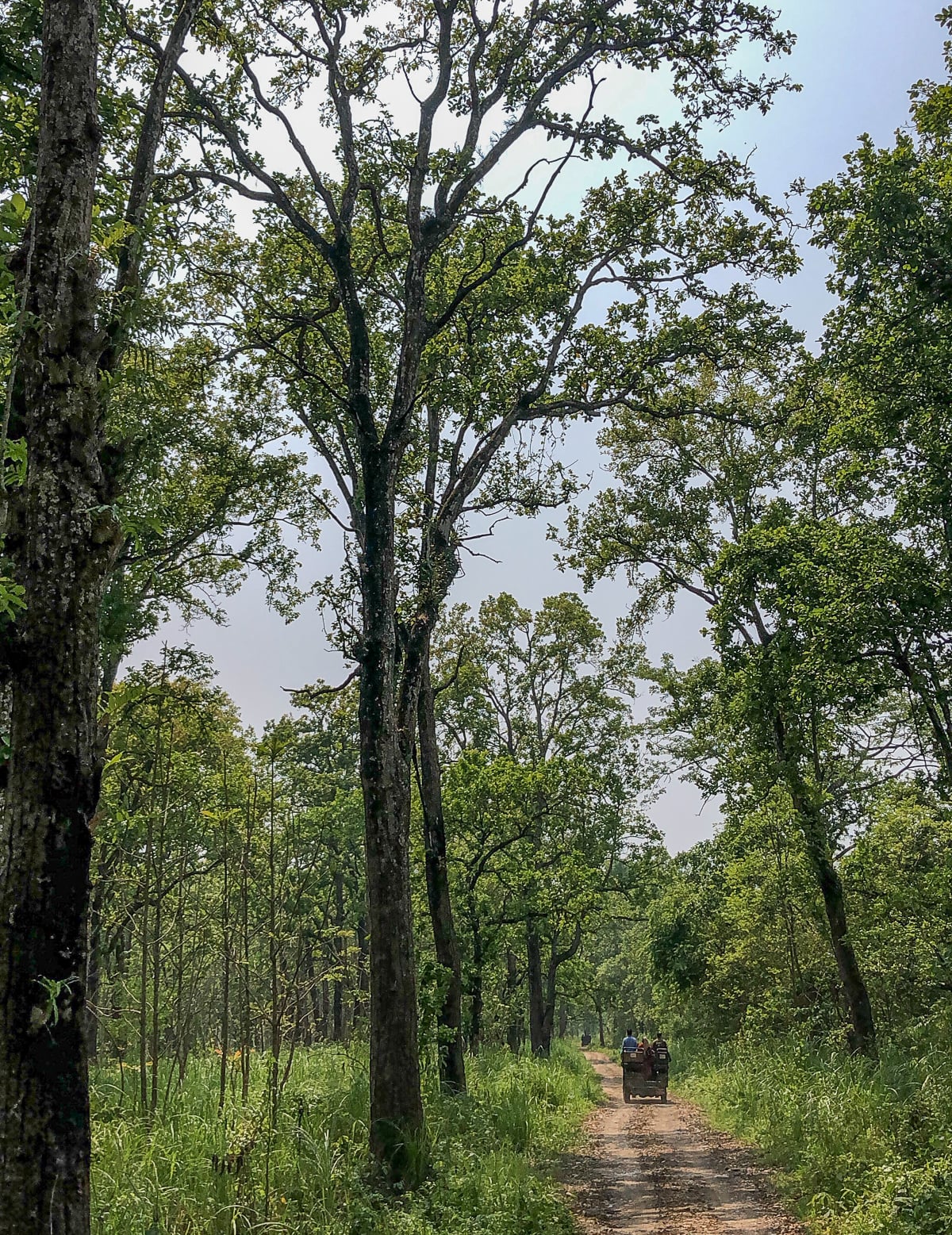 A Jungle Safari in Chitwan Nepal | Chitwan Travel Guide